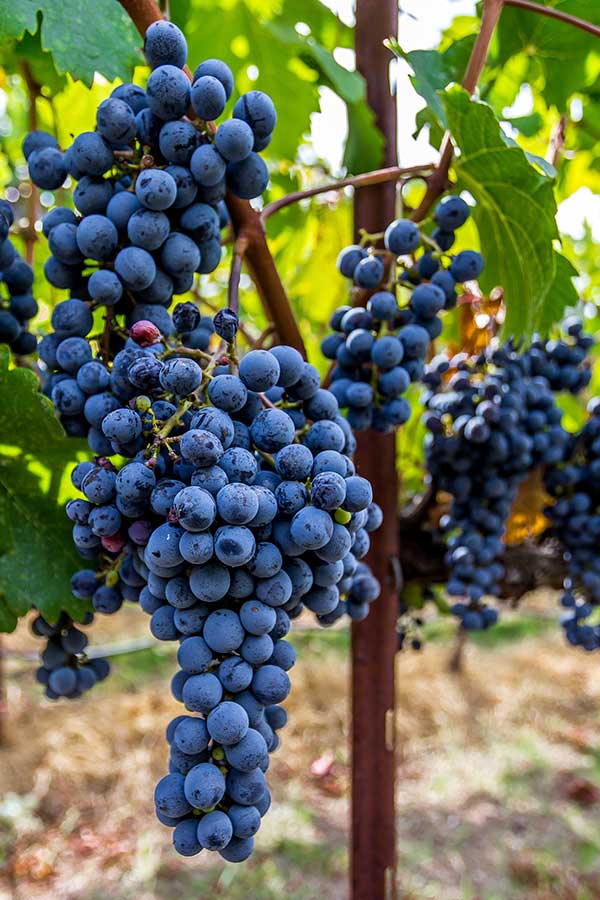 La uva Merlot – Mercado de Vinos