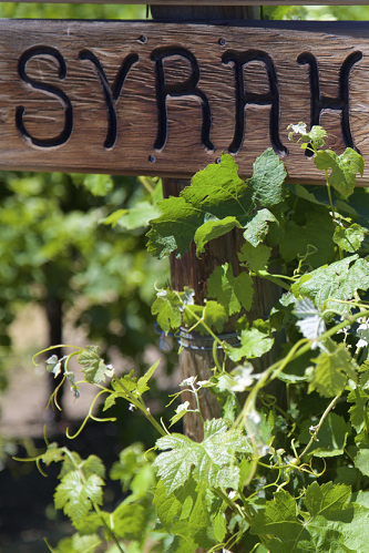 Aromas y sabores de la Syrah – Mercado de Vinos